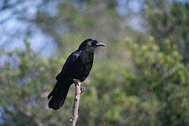 Quia - Pennsylvania Wildlife (Birds)