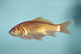 Quia - Pennsylvania Wildlife (Amphibians, Mammals, Reptiles, & Fish)