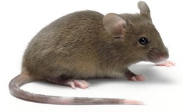 Quia - Living or Nonliving