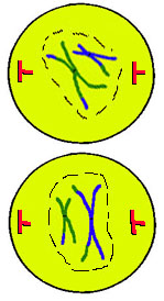 Quia - Steps of Meiosis