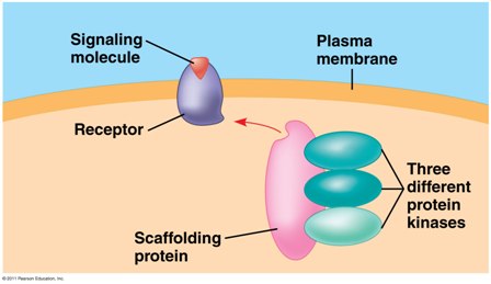 Quia - 9AP Chapter 11 - Cell Communication (detailed)