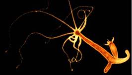 Quia - Unit 4: Stinging cell animals