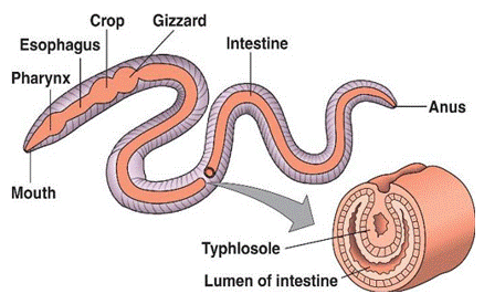 Quia - BIF - Chapter 33 - Animal Nutrition (detailed)