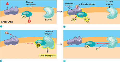 Receptor Protein In Cell Membrane