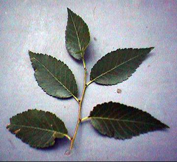 Alternate Leaves