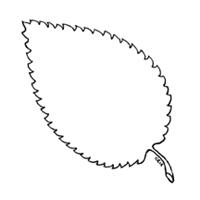 Quia - Unit 5: Leaves - (copy)