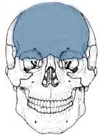 Quia - osteology : vault bones and features