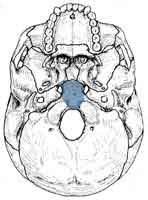 Quia - osteology : vault bones and features