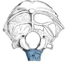 Quia - osteology : vault bones and features