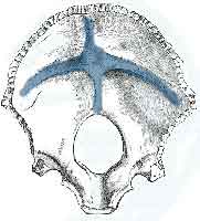 Quia - osteology : vault bones and features