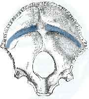 Quia - osteology : vault bones and features