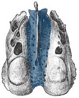 Quia - osteology : small facial & auditory bones