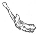 Quia - osteology : small facial & auditory bones