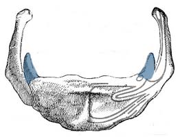 Quia - osteology : small facial & auditory bones