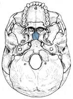 Quia - osteology : small facial & auditory bones