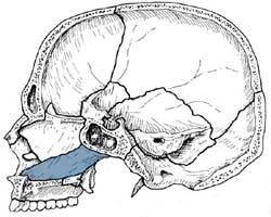 Quia - osteology : small facial & auditory bones