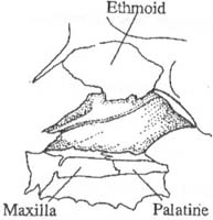 Quia - osteology : small facial & auditory bones