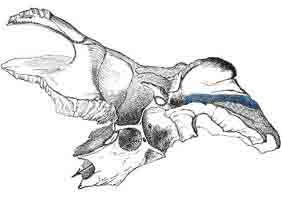 Quia - osteology : vault bones and features