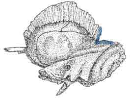 Quia - osteology : vault bones and features