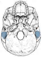 Quia - osteology : vault bones and features