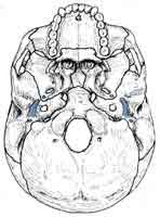 Quia - osteology : vault bones and features