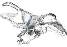 Quia - osteology : vault bones and features