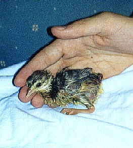 Quia - Animal Activities