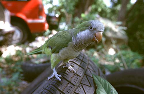 Quia - Animal Activities