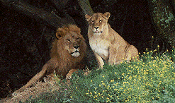 Quia - Animal Activities