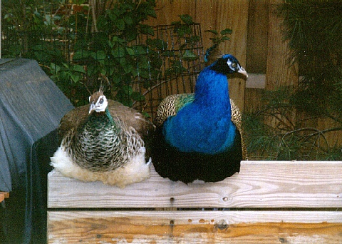 Quia - Animal Activities