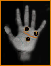 Quia - Palm Reading - Heart line