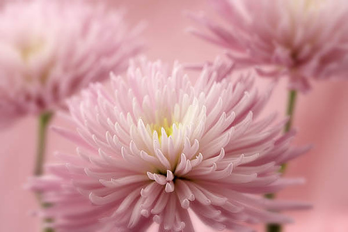 Quia - Ms. B's Bloomin' Flowers