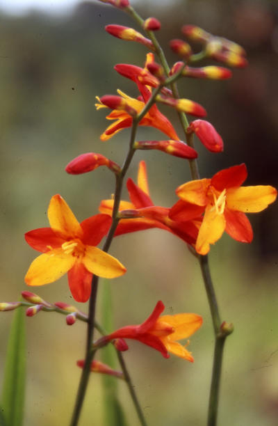 Quia - Ms. B's Bloomin' Flowers