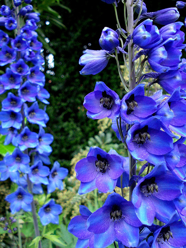 Quia - Ms. B's Bloomin' Flowers