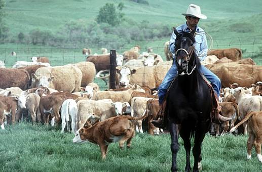 Quia - People involved in Westward Expansion