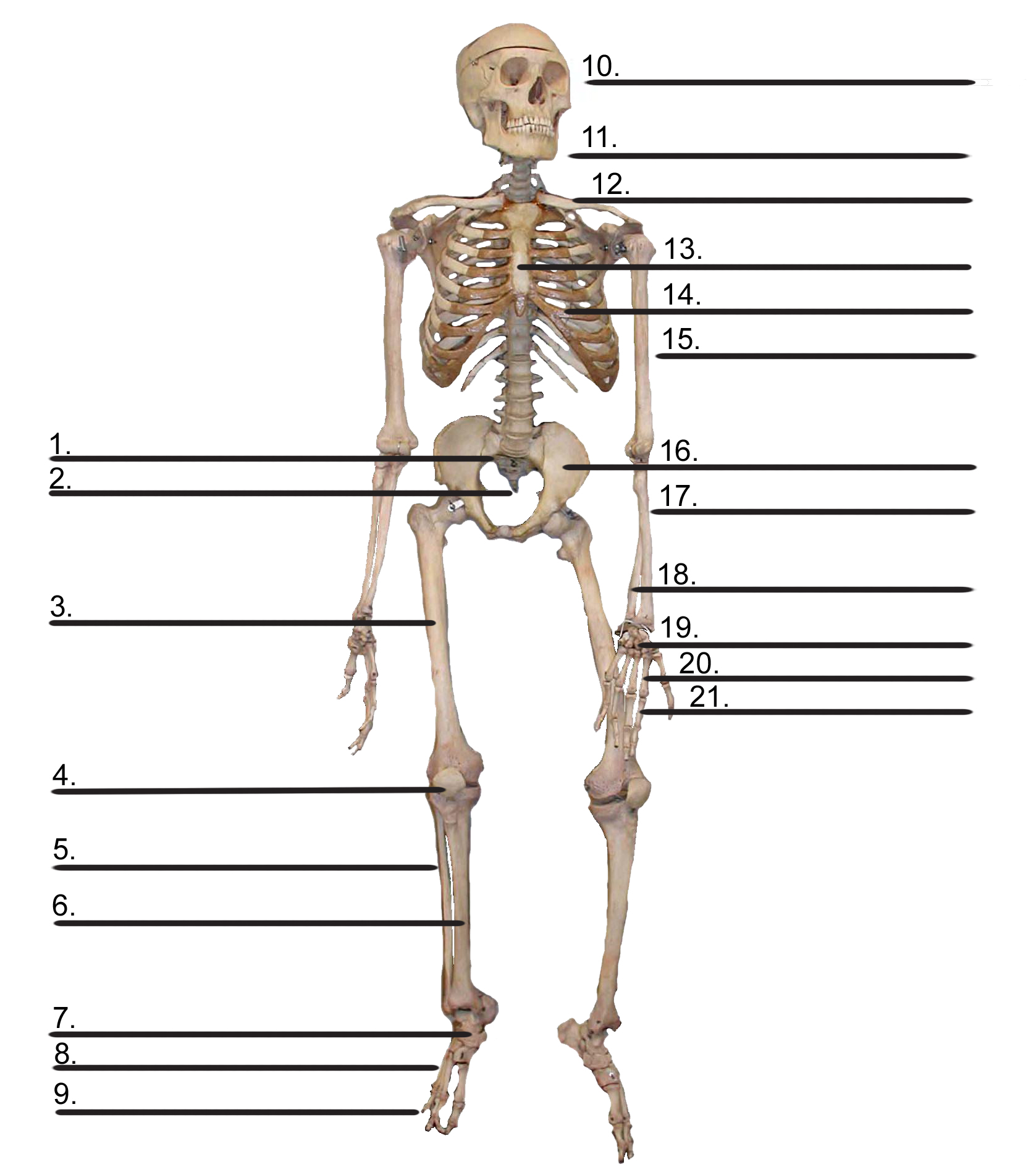 A Diagram Of Joints And Bones In The Human Body Skeletal Organ System A Diagram Of Joints And Bones In The Human Body Skeletal Organ System