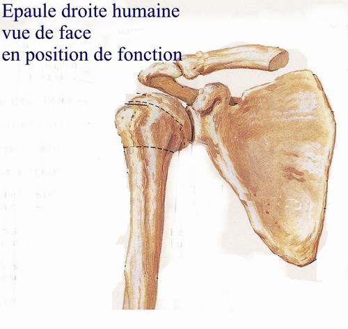 Quia - VOCAB: Le corps (IMAGIER)