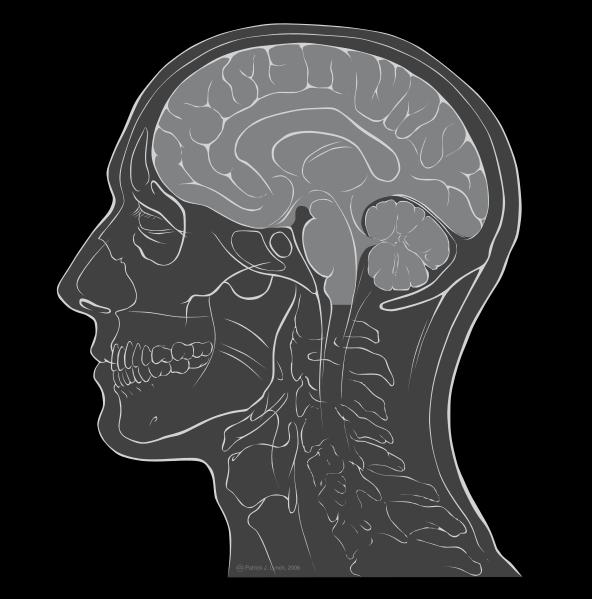 Quia - Latin Root List 2 Activity Pictures Only