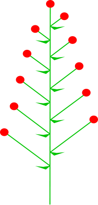 Quia - Chapter 3: Leaf Arrangements & Inflorescence Types