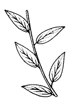 Alternate Leaf Arrangement Example