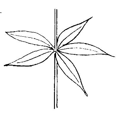 Quia - Chapter 3: Leaf Arrangements & Inflorescence Types