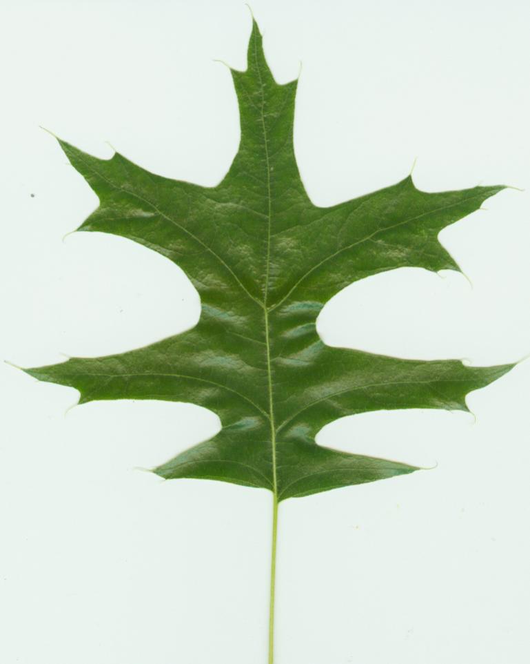 Quia - Chapter 3: Leaf Shapes