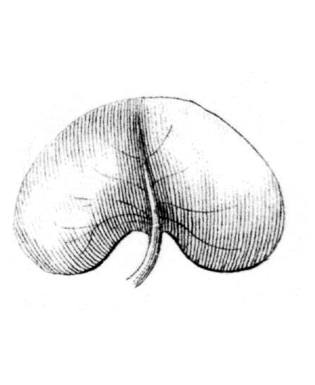 Quia - Chapter 3: Leaf Shapes