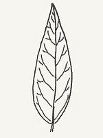 Quia - Leaf Shape Review