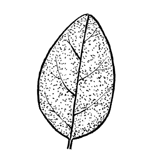 Quia - Leaf Shape Review