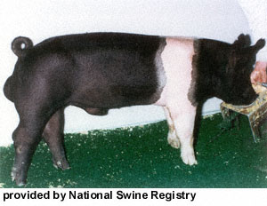 Quia - Swine Breed Identification
