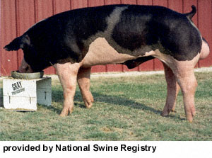 Quia - Swine Breed Identification