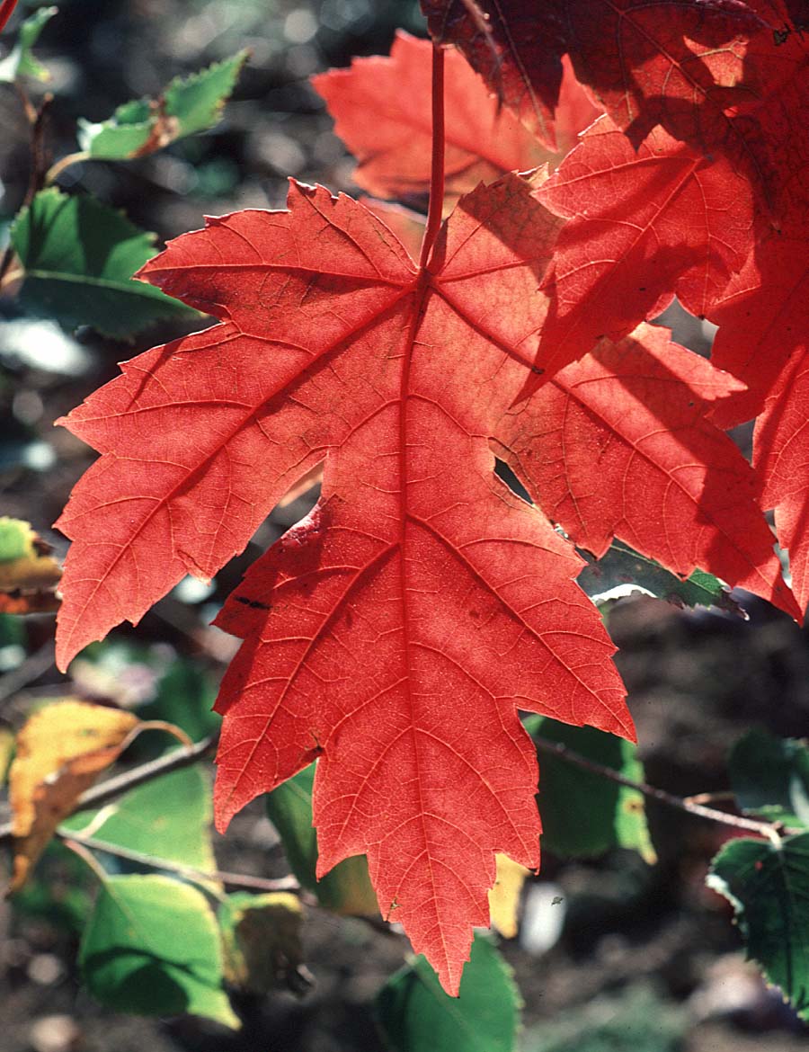 Quia Chapter 3 Leaf Margins Venation Veins 