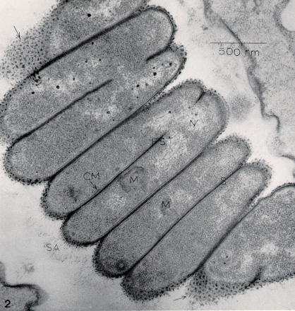 Quia - Intro to Micro