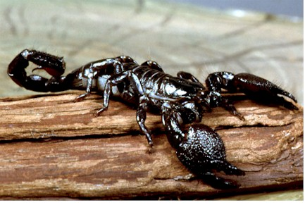 Quia - Jeff Corwin Experience : Morocco Mysterious Desert Ecosystem